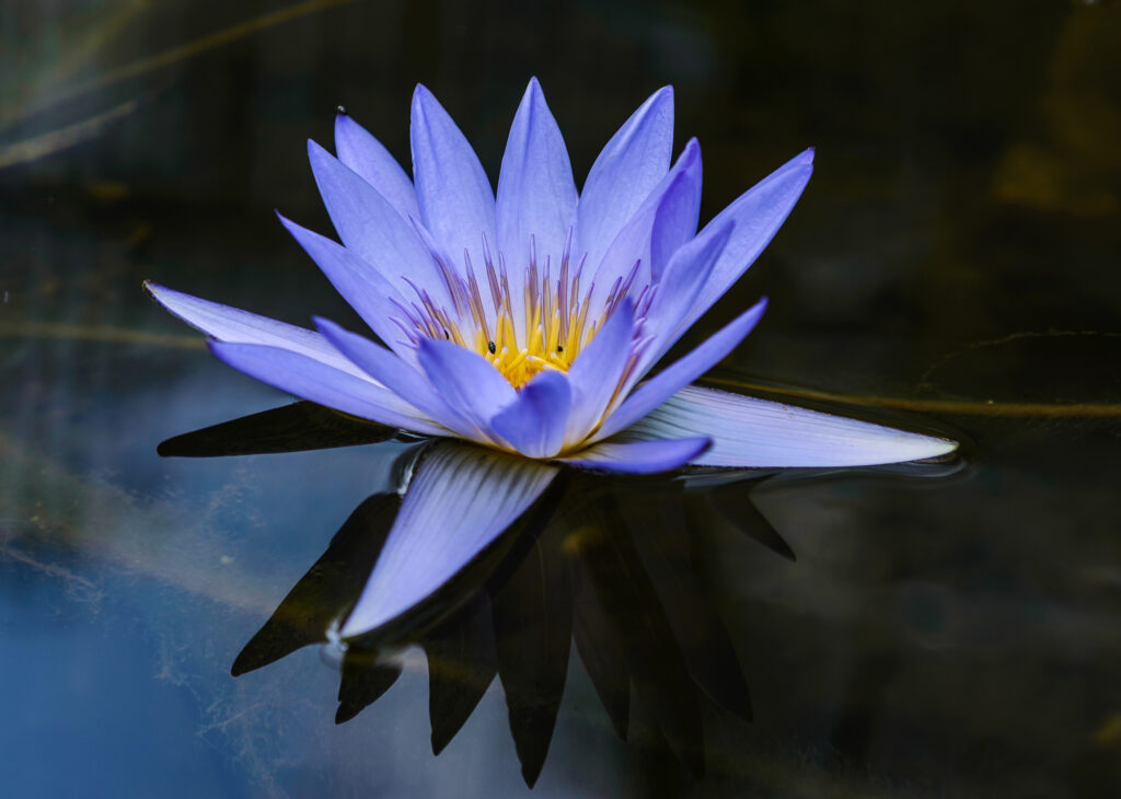 Blue Lotus Reiki - Modern Witch University